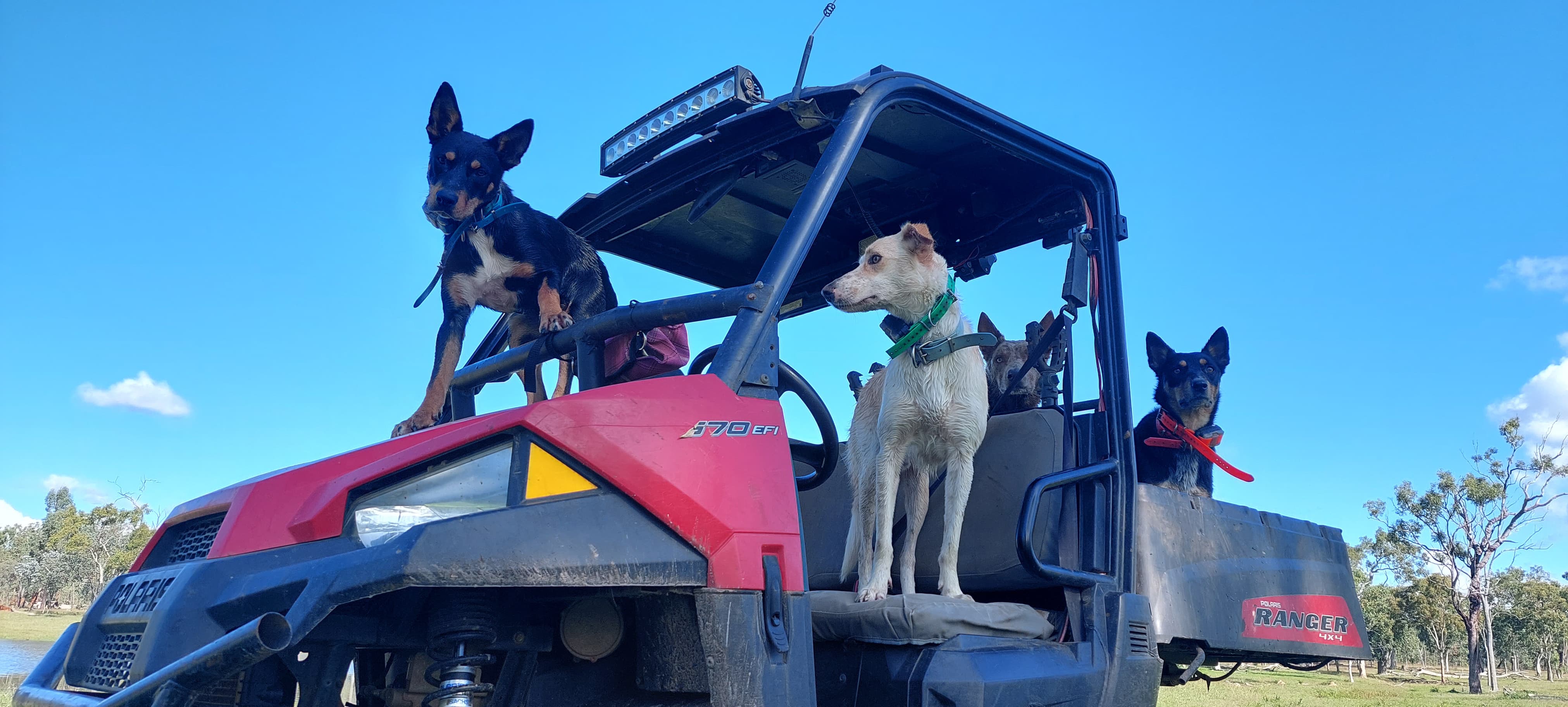 Special working dogs help farmer gain independence, muster cattle again ...