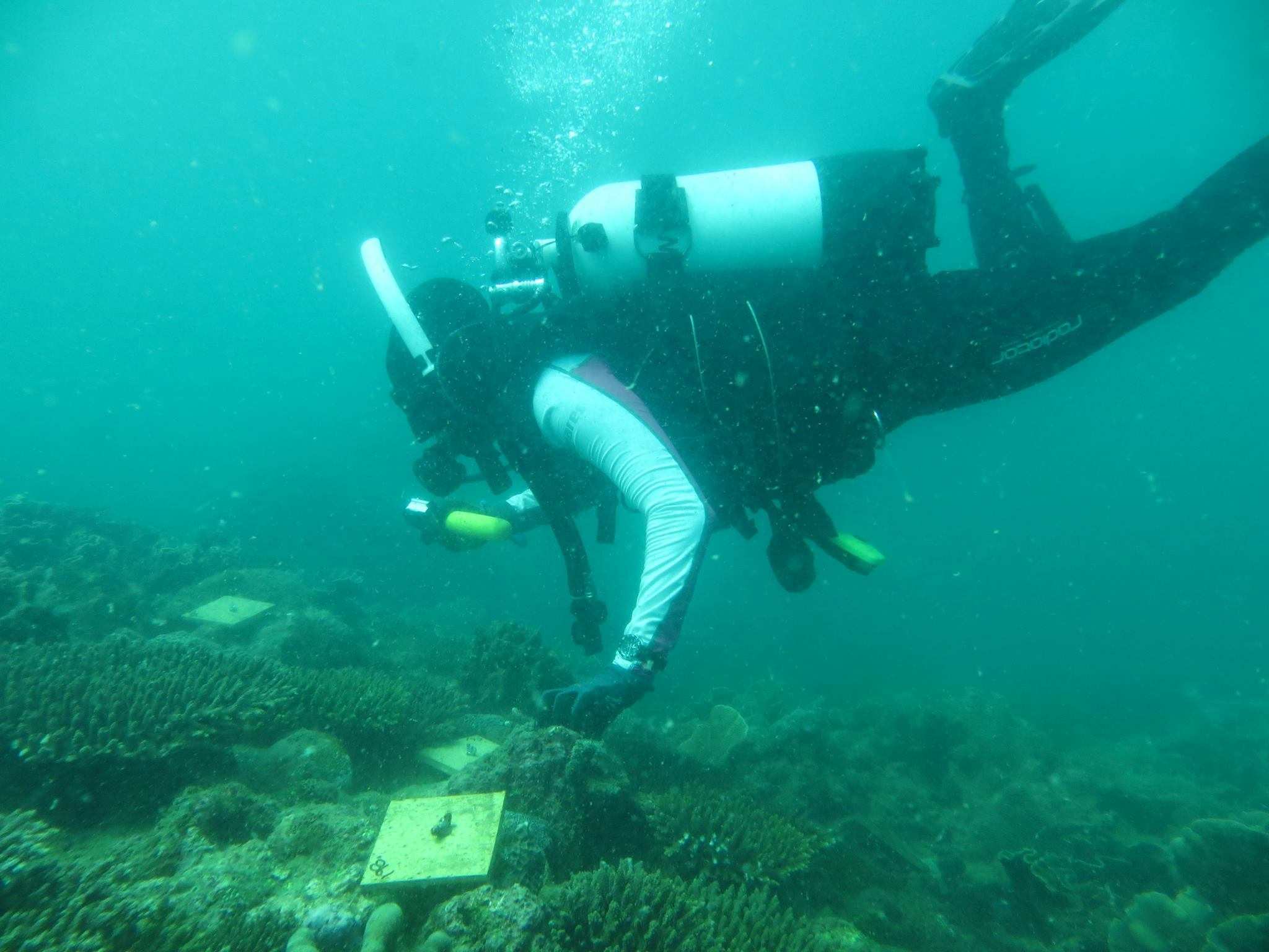 Coral bleaching study examines algae's protective effect during marine ...