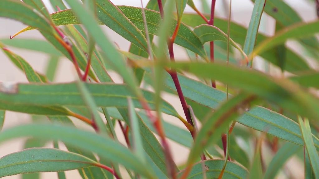 Kalannie - 6468 - Location - ABC News