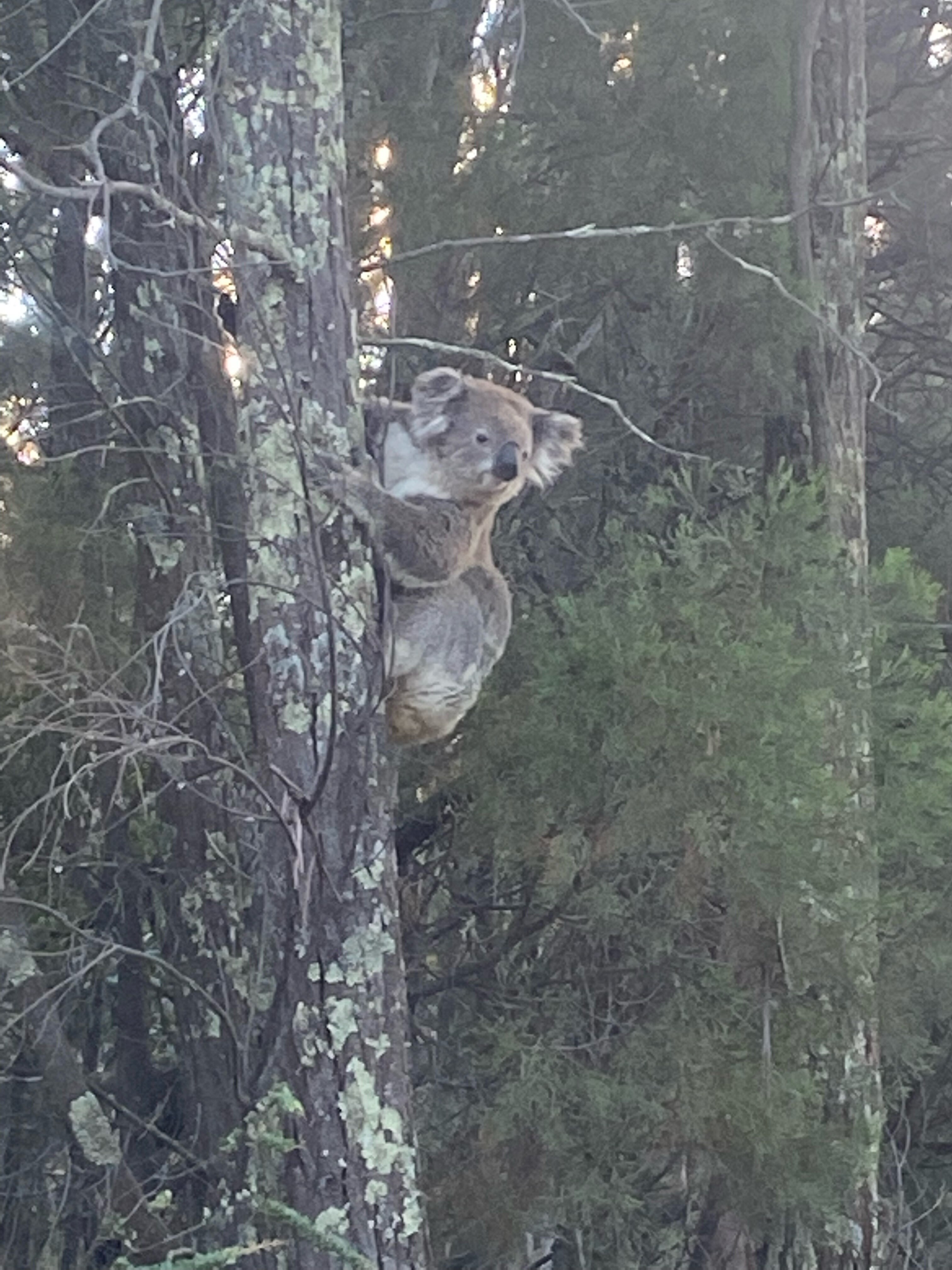 Moolarben Coal Mine report finds koala colony would be displaced by ...