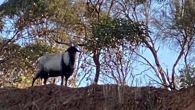 Adelaide's mysterious Big Dipper Billy Goat sighted on freeway - ABC ... Adelaide's mysterious Big Dipper Billy Goat sighted on freeway - ABC ...
