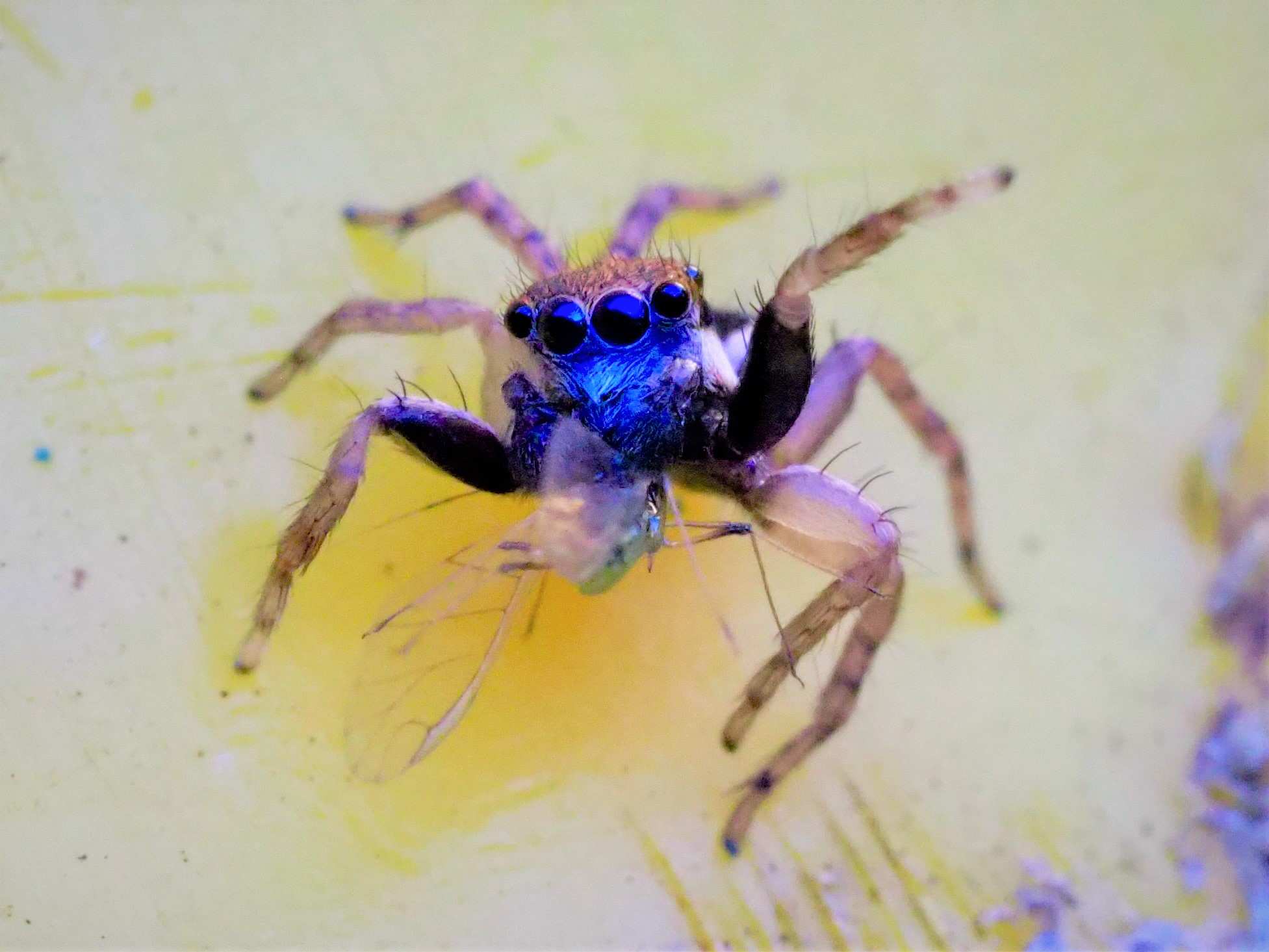 Three new spider species discovered in alpine Australia during Bush ...
