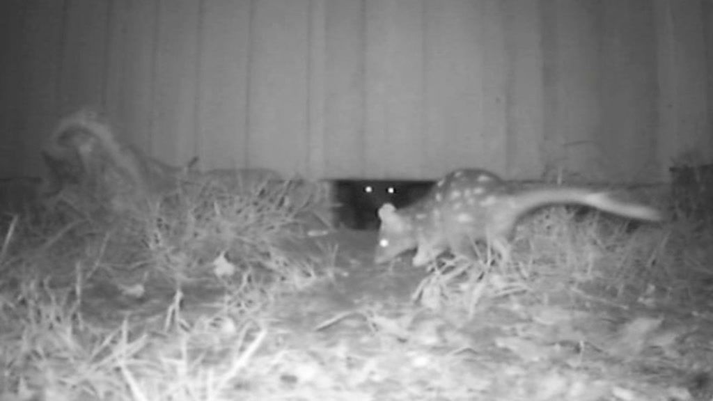 Woman 'shocked' to find plastic in endangered eastern quoll scats - ABC ...