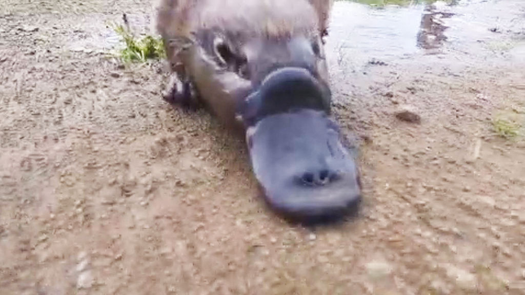 Lack of natural predators means platypuses are more likely to go for a ...