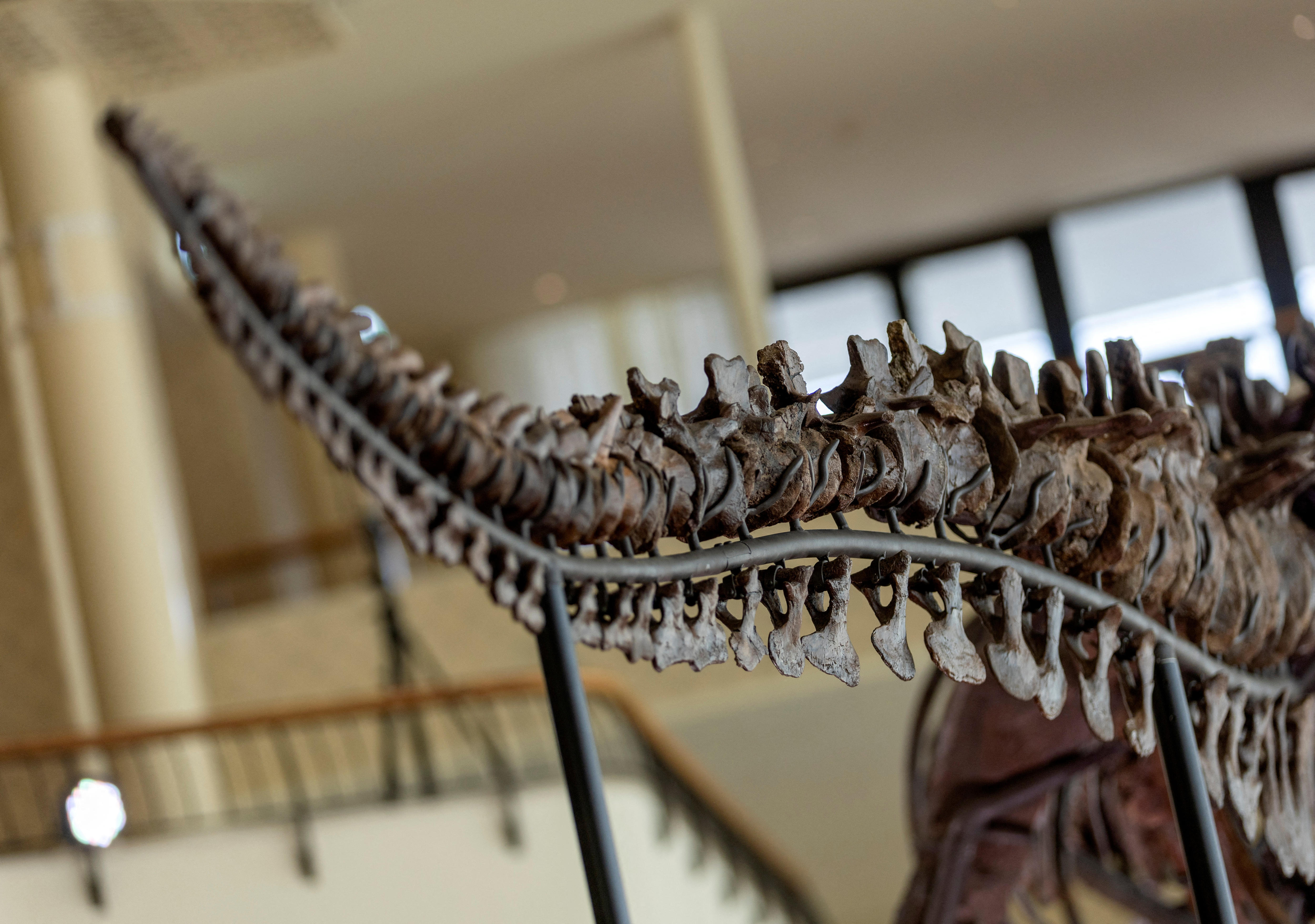 Rare complete Tyrannosaurus rex skeleton to go under the hammer in ...