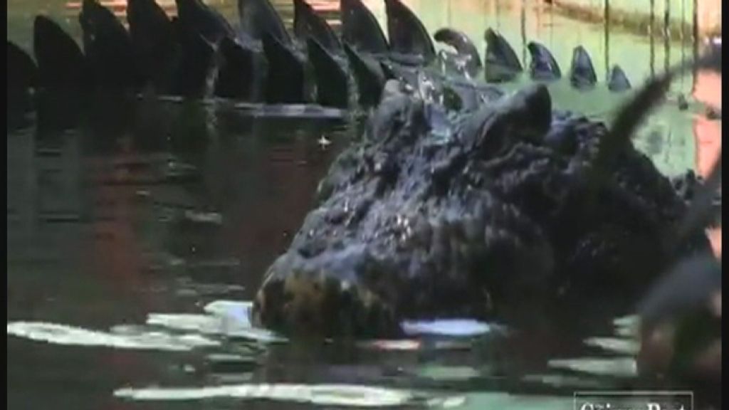 Queensland reclaims monster croc record - ABC News