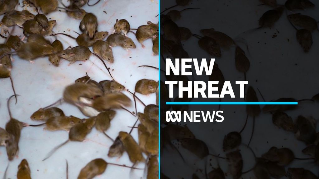 Experts fear the mouse plague is back, and getting worse - ABC News