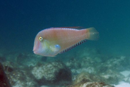 Efforts boosted to save razorfish - ABC News