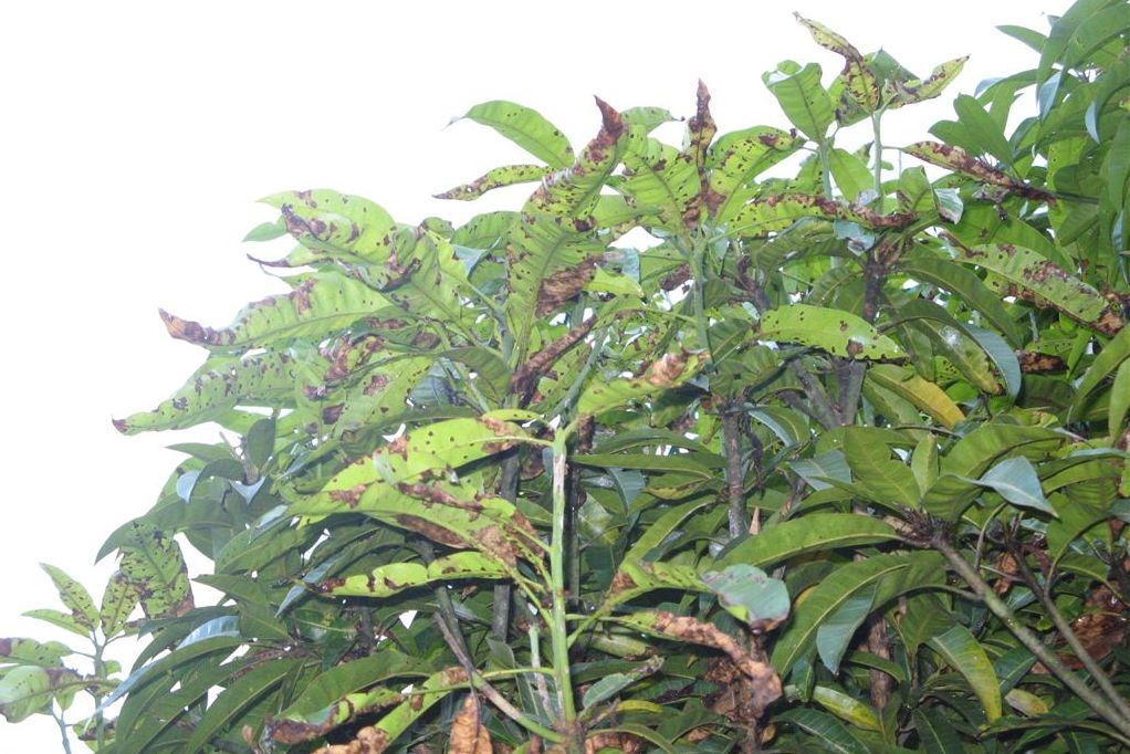 Research helping poor mango farmers in south east Asia also preparing ...