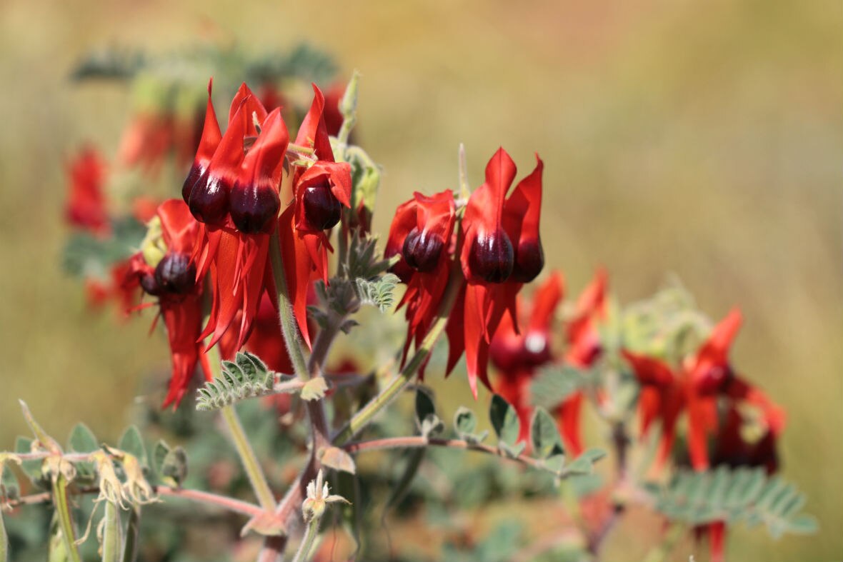 About Us - ABC Pilbara