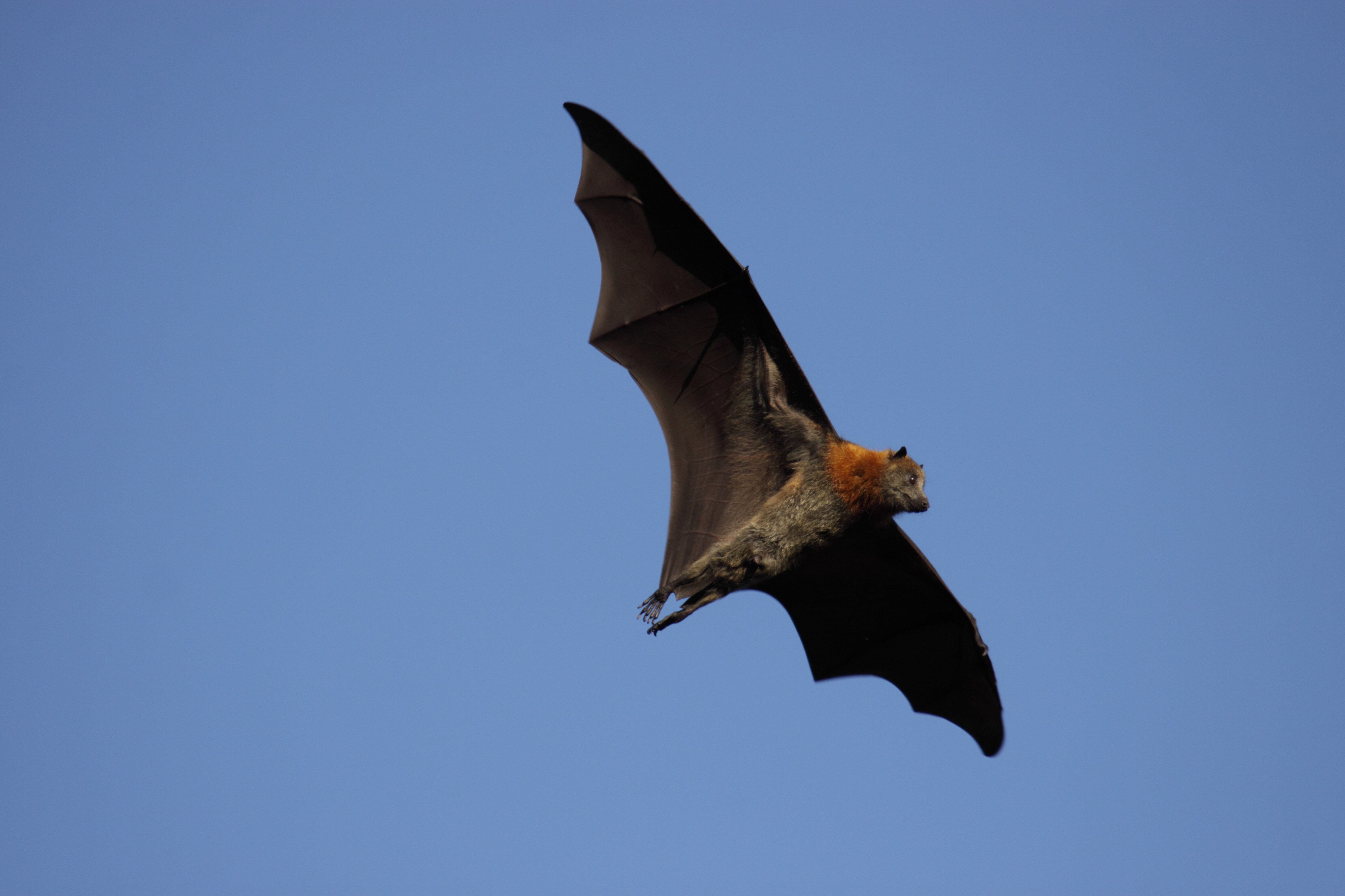 BatCam live streaming reveals hidden life of threatened grey-headed ...