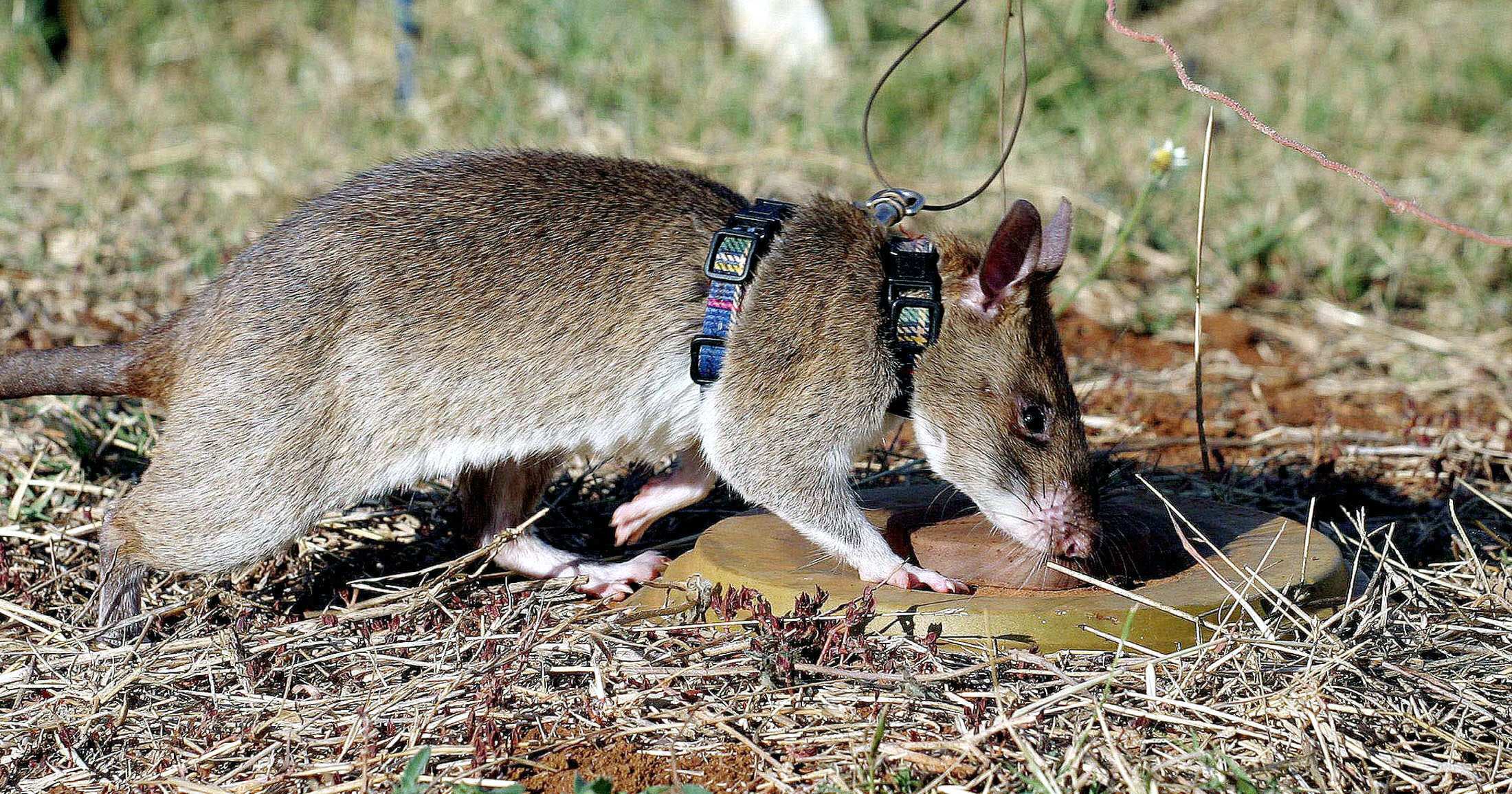 African giant pouched rats being trained to sniff out illegally poached ...