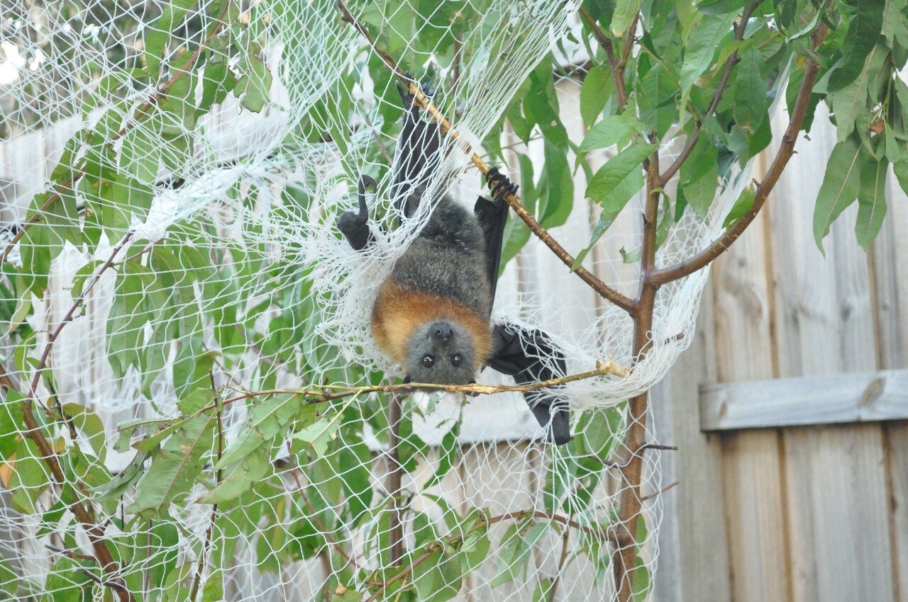 Fruit tree netting that can entangle flying foxes and birds now banned ...