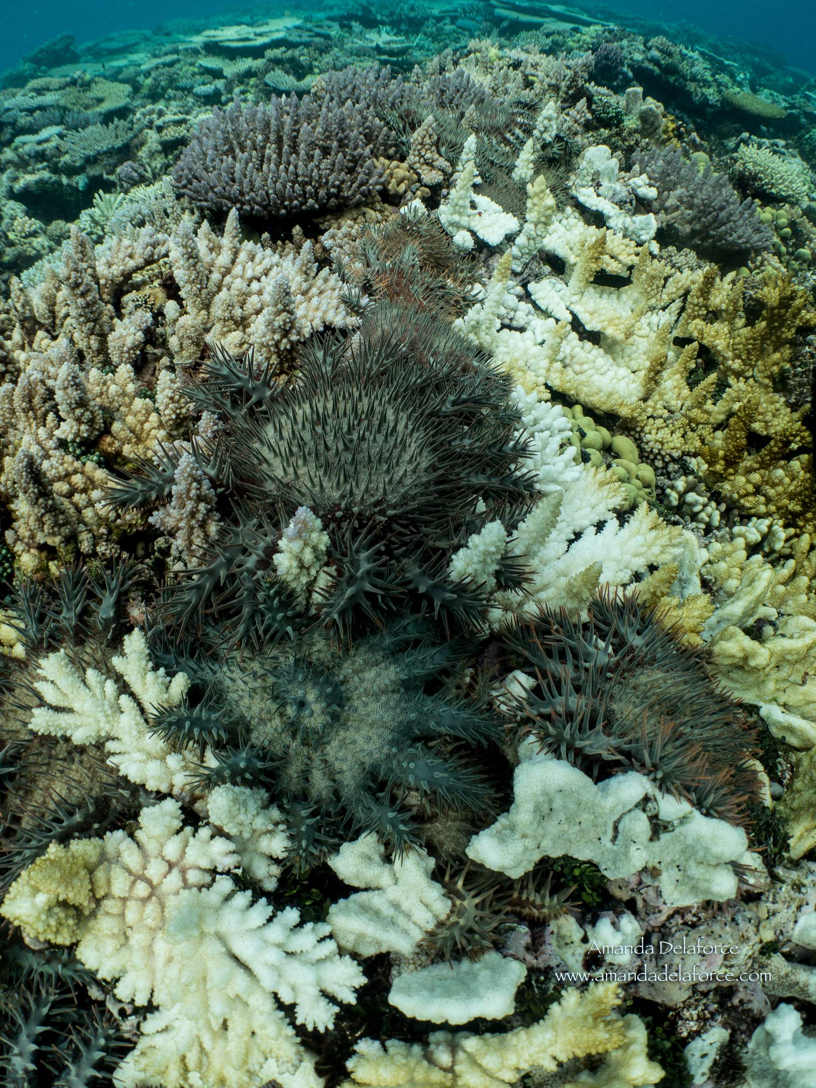 Divers kill 47,000 crown-of-thorns starfish in southern Great Barrier ...