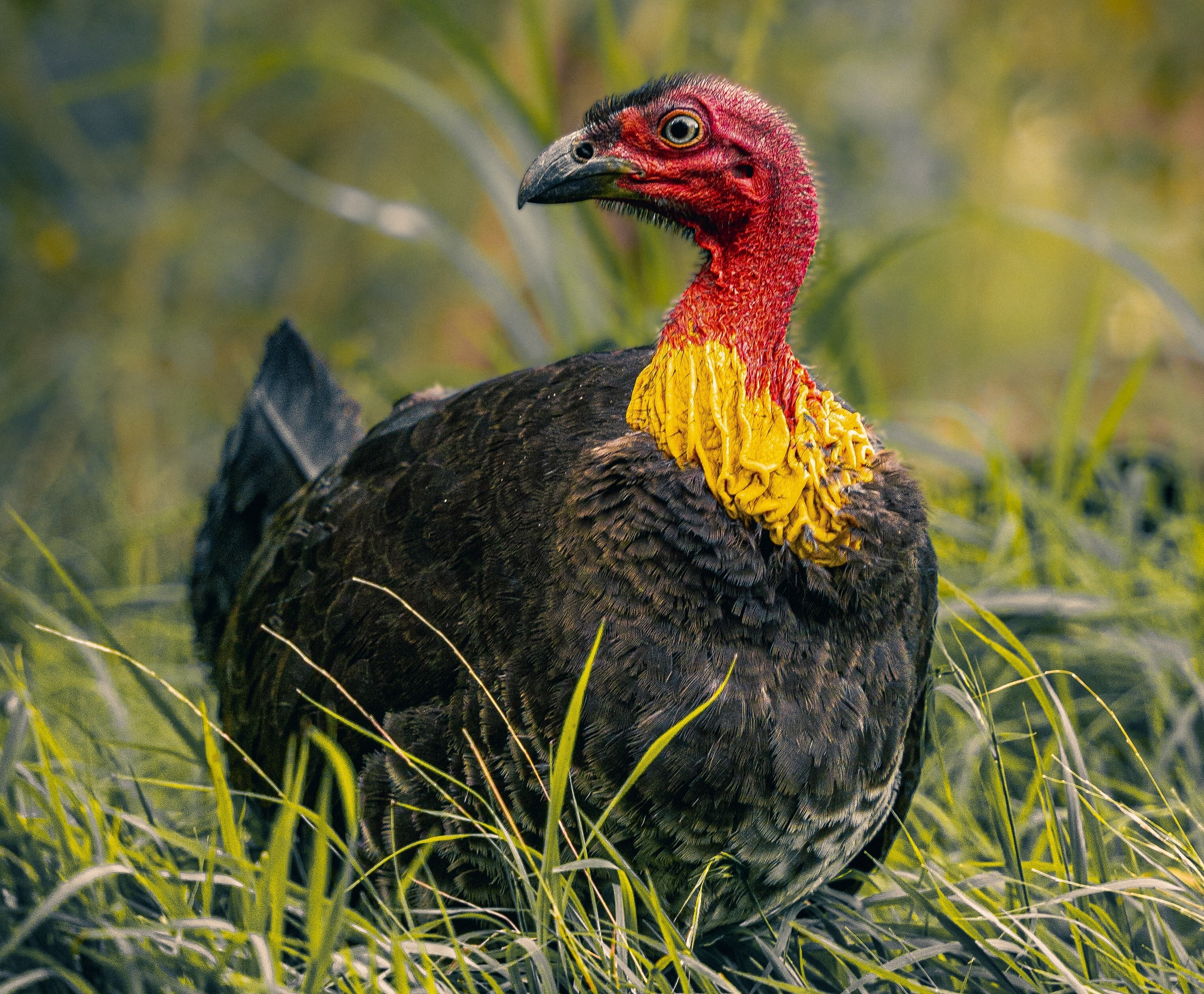 Brush turkeys' stories of survival - ABC listen