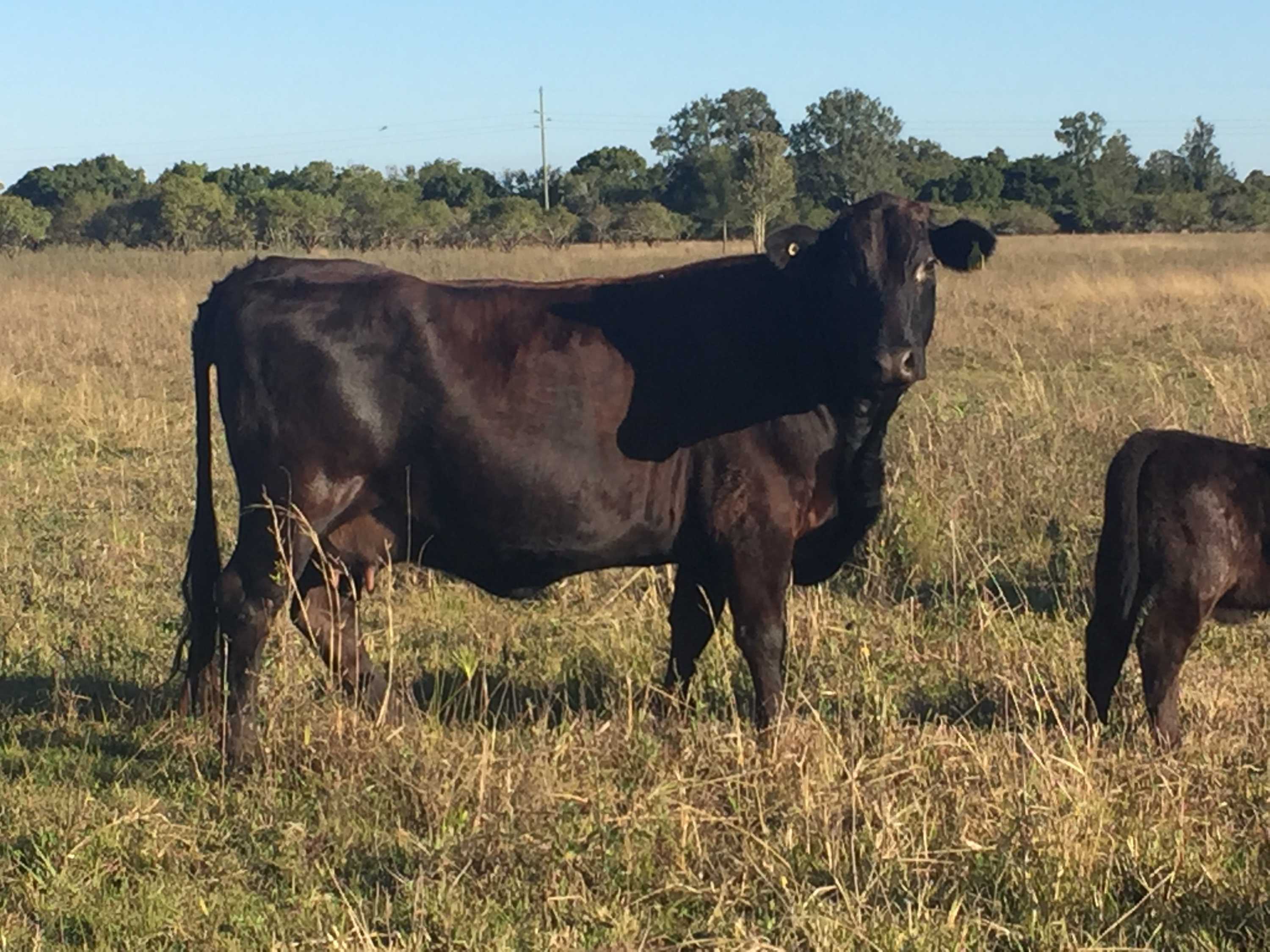 Cow that survives 70-kilometre swim in Cyclone Debbie floodwaters gives ...