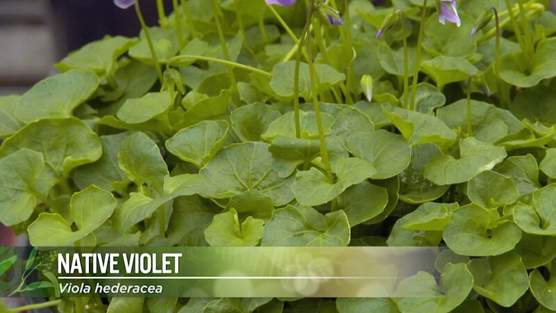 Aussie Indoors - Gardening Australia