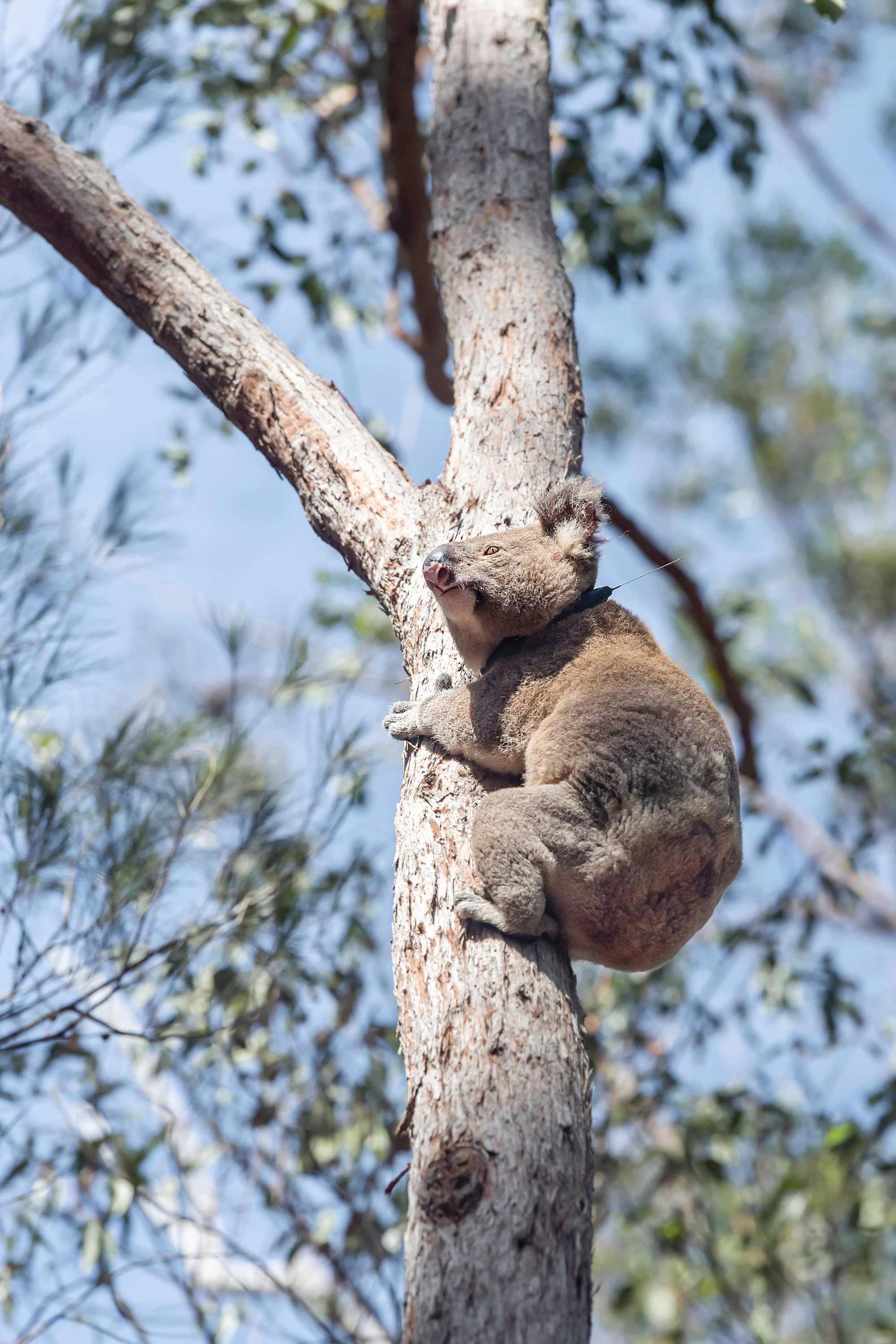 The Department of Primary Industries captured this video of a koala ...