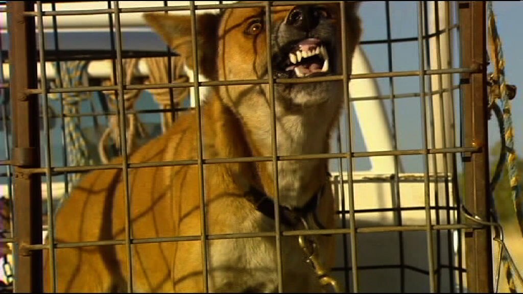 Wild Dog Bait - ABC News