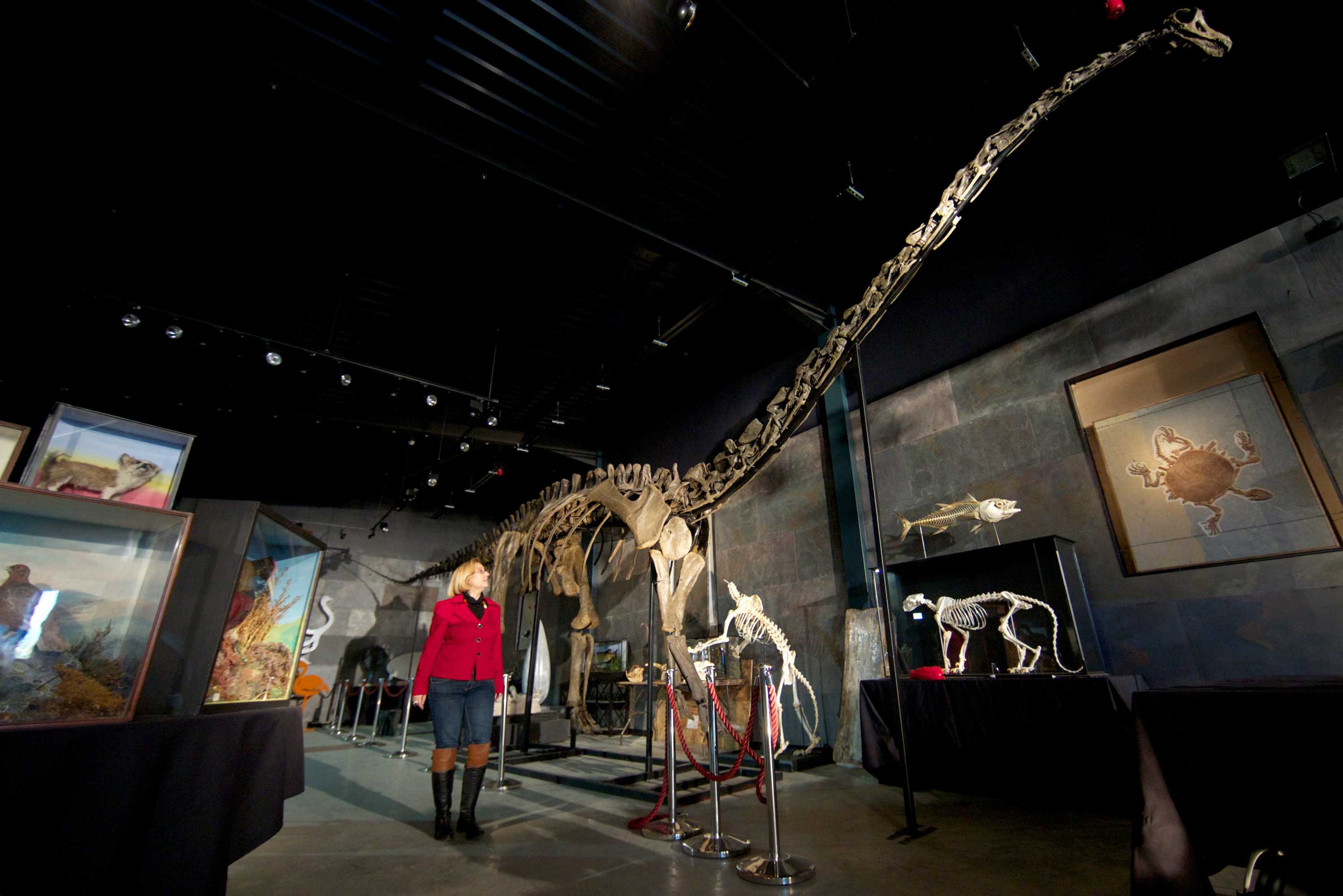 150-million-year-old dinosaur skeleton sells at auction for $720k - ABC ...