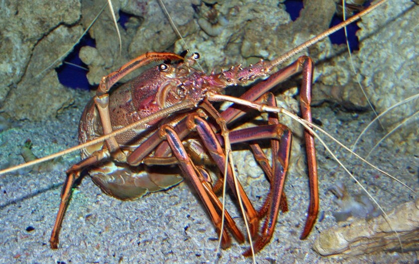 Western Rock Lobster processor eagerly anticipates Chinese free trade ...