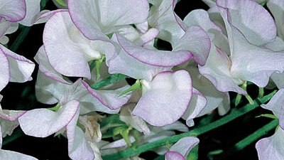 Lathyrus - Gardening Australia