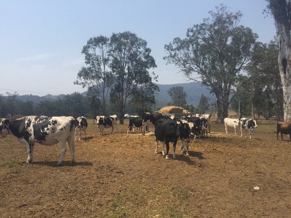 Kangaroo Valley locals unite to save livestock from Currowan bushfire ...