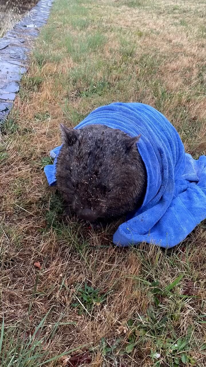 Wombat nicknamed Ian Thorpe after being rescued from Canberra pond by ...