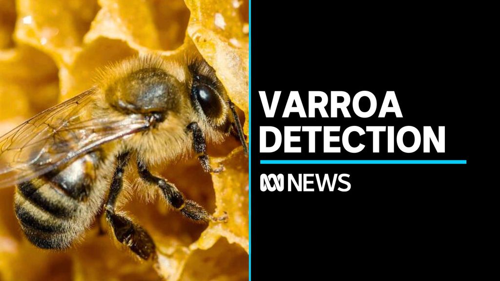 Varroa mites detected in hives in NSW Riverina - ABC News