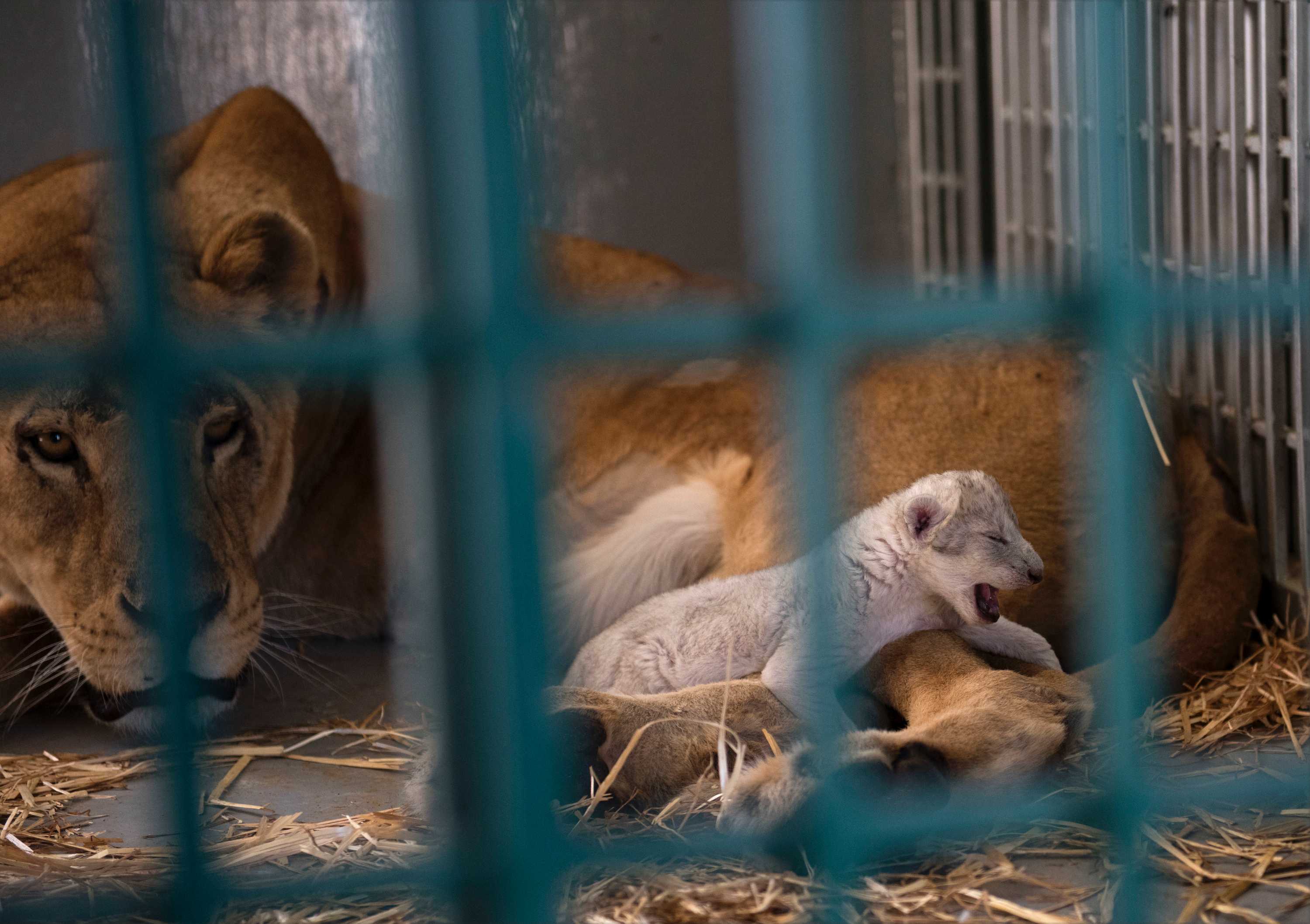Lioness rescued from Syrian zoo in war-torn Aleppo gives birth at ...