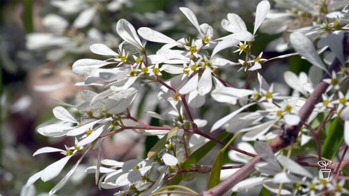 Plant Profile: Snow Flake - Gardening Australia