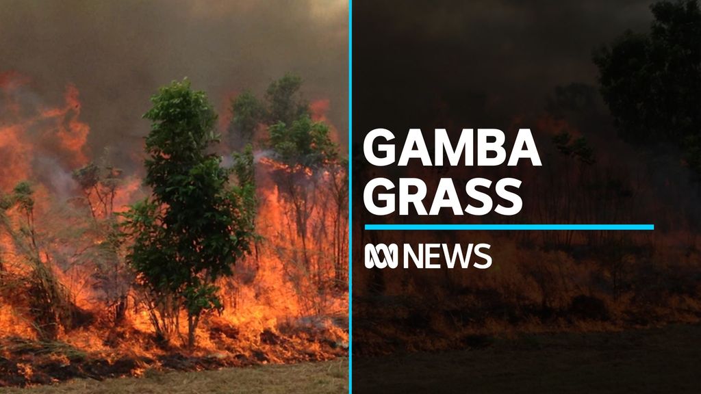 Calls for more funding to eliminate gamba grass spread - ABC News