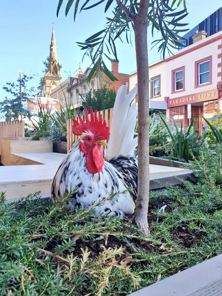 Remembering the city-dwelling pet rooster called Teapot - ABC listen