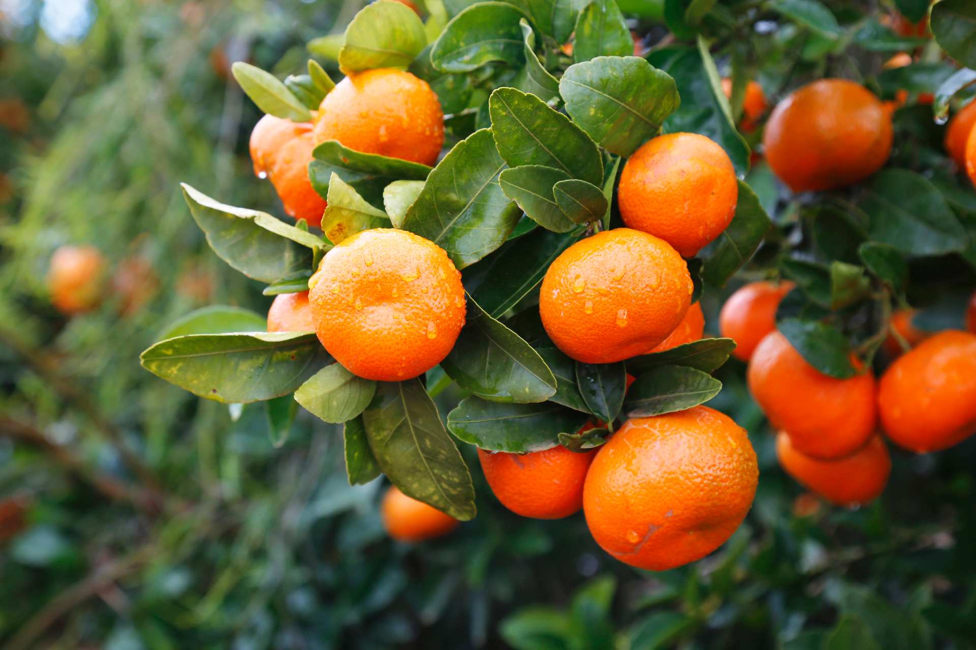 From Spain to Sunraysia: Citrus growers use branch bending technique to ...