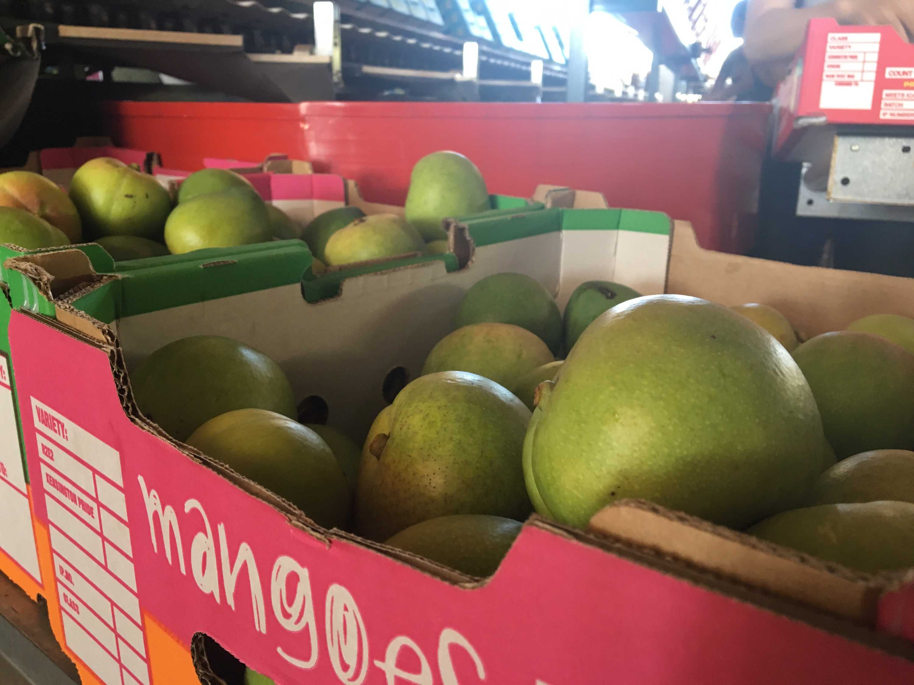 First trays of NT mangoes bound for shelves after poor season - ABC News