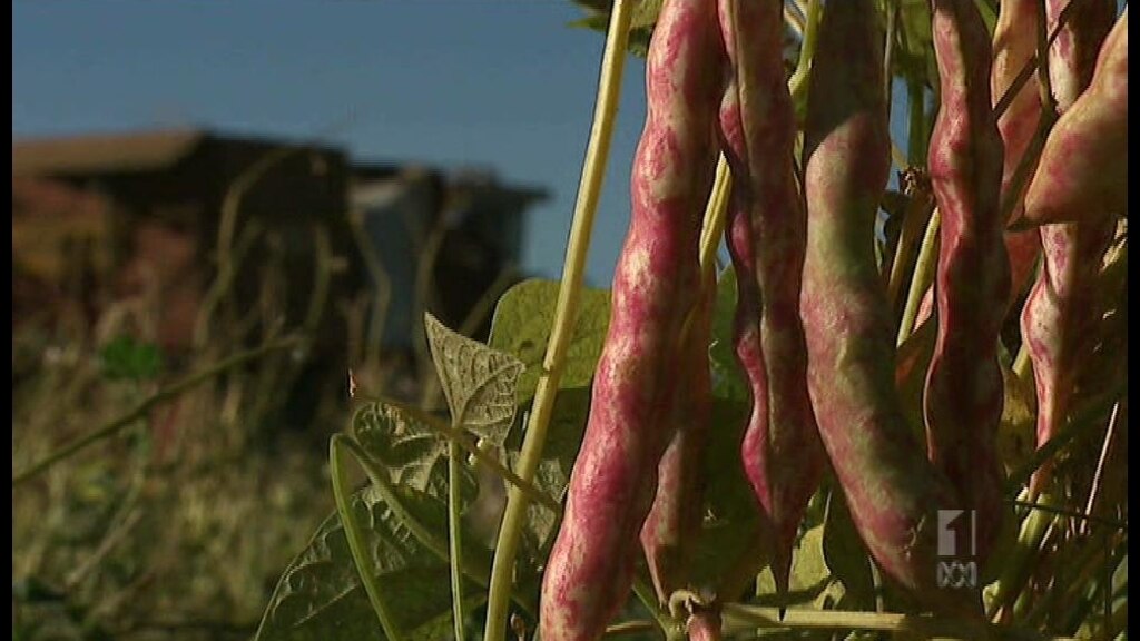 Full of Beans - ABC News