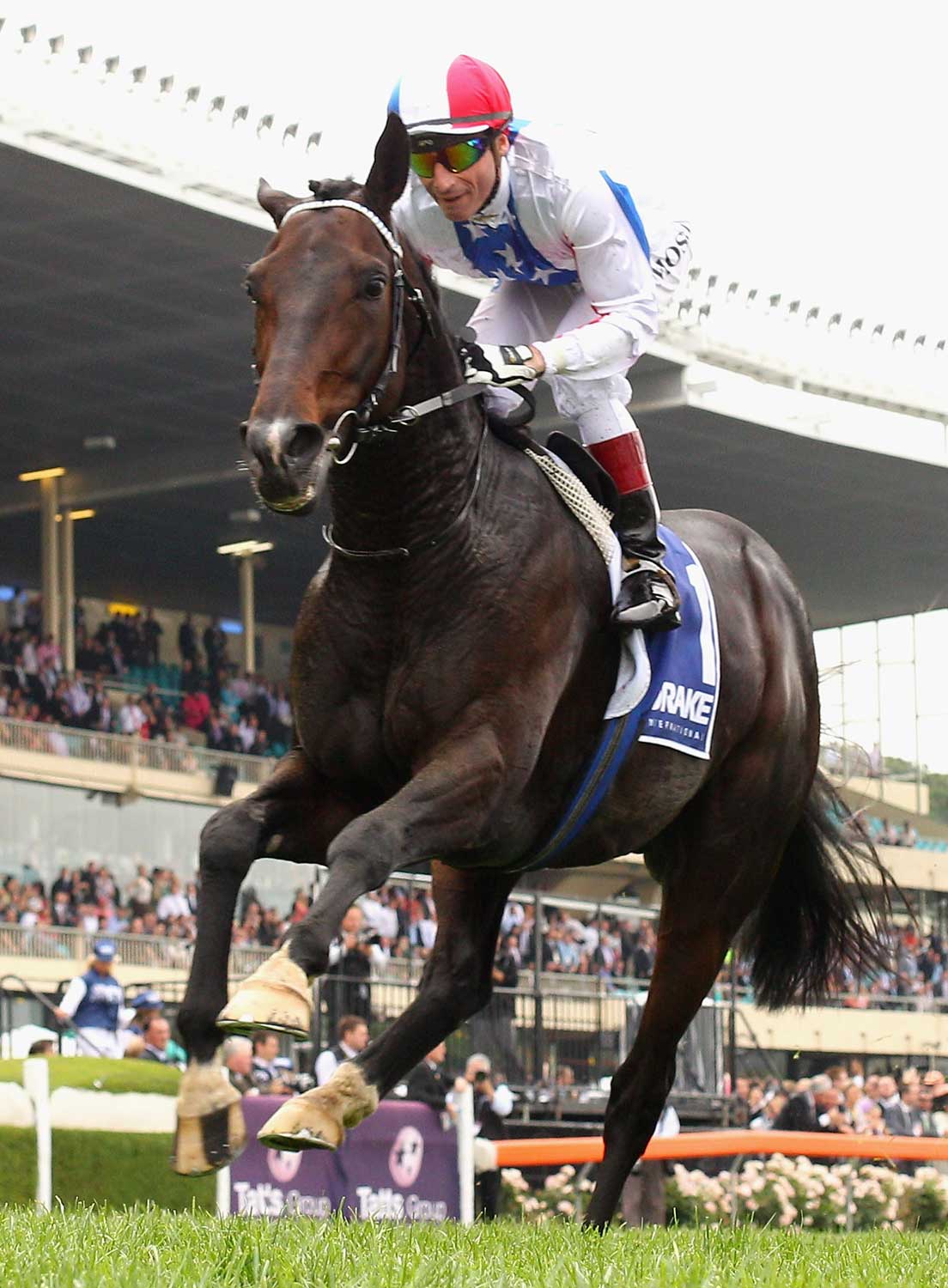 Americain on target for back-to-back Cups - ABC News