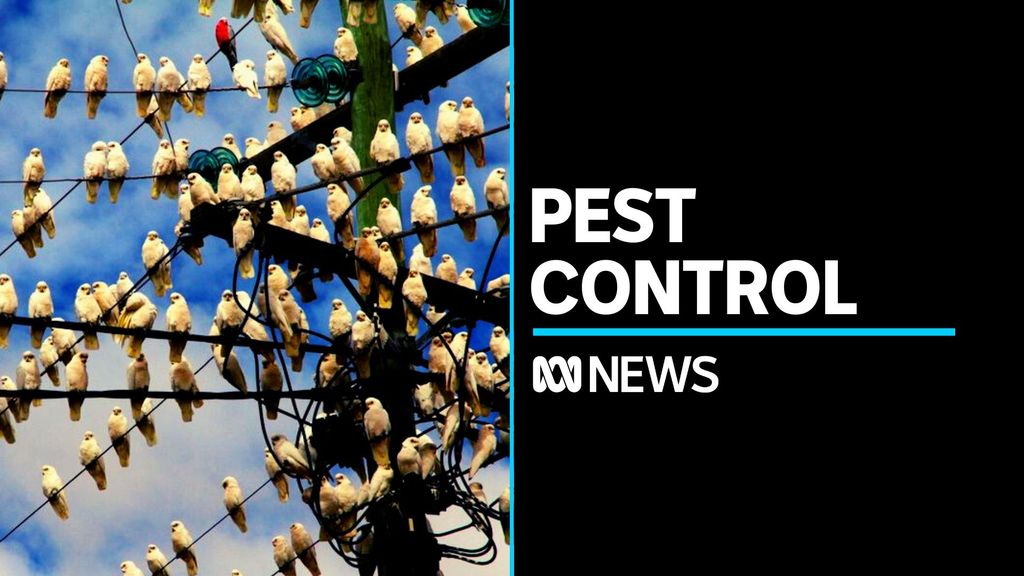 Pests - Topic - ABC News