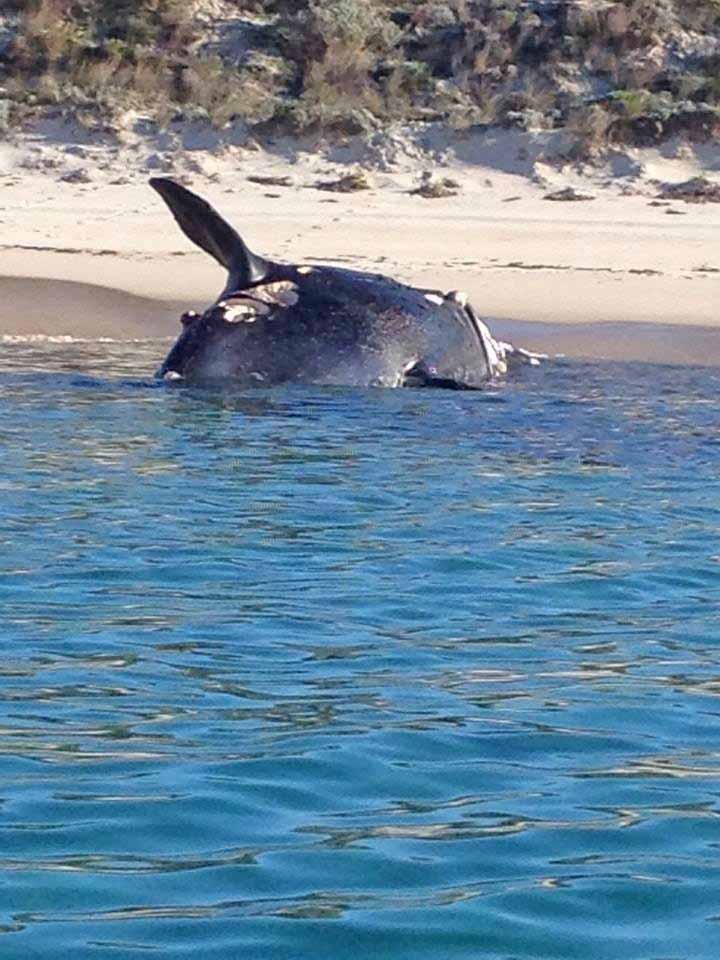Dead whale washes up covered in 'shark bites' - ABC News
