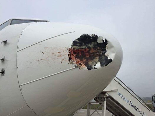 Bird collision destroys nose of EgyptAir passenger jet landing at ...