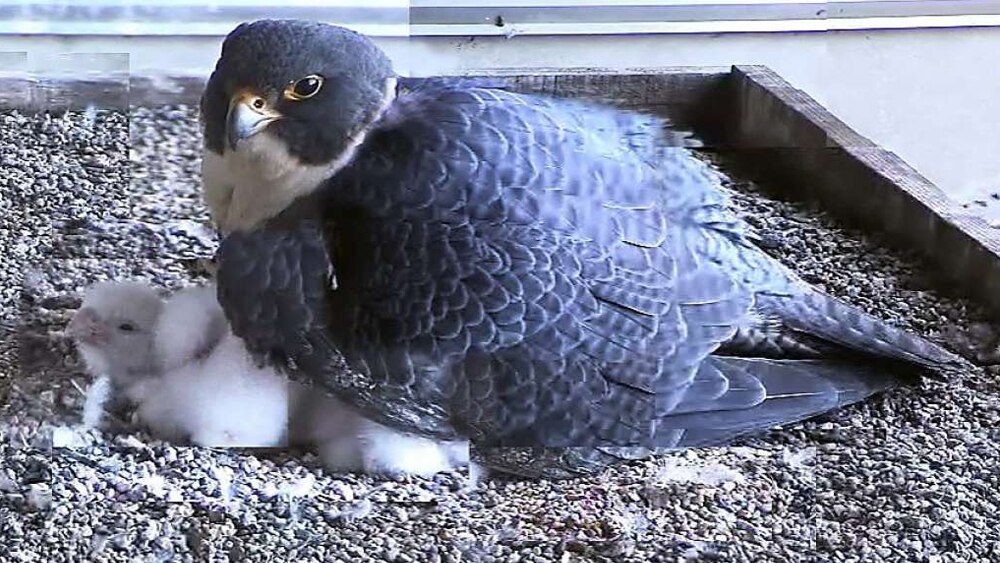 What’s the deal with Melbourne’s baby falcon webcam? - triple j