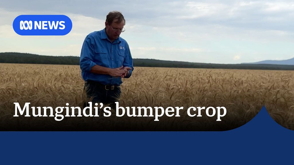 Bumper crop cause for celebration in Mungindi - ABC News