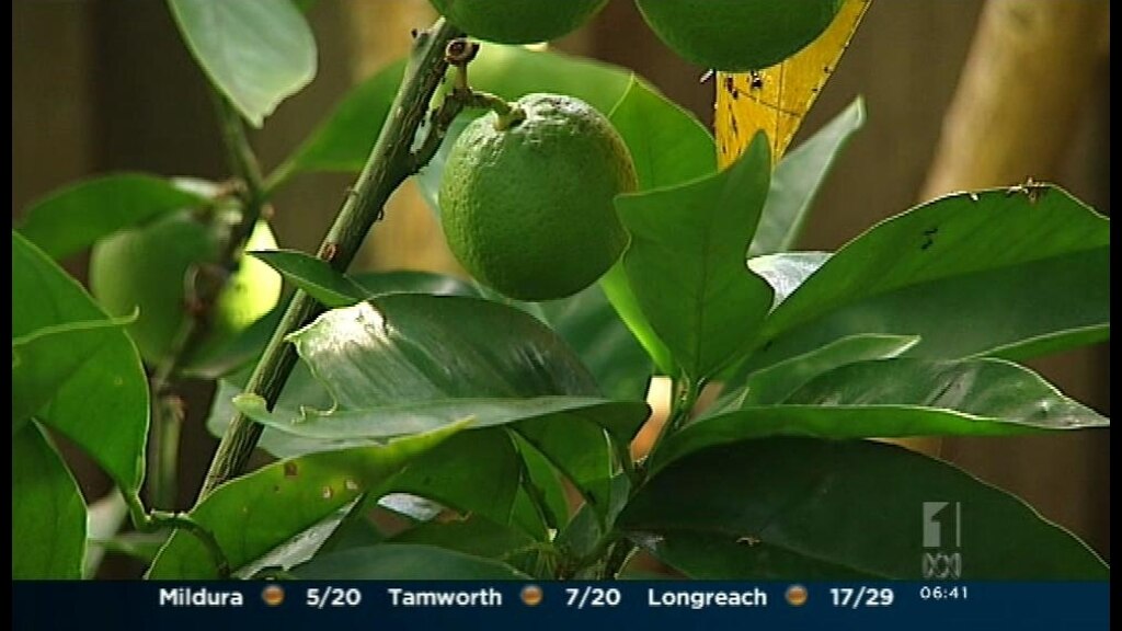 What to do in the garden this Christmas with Peter Cundall and Chris ...