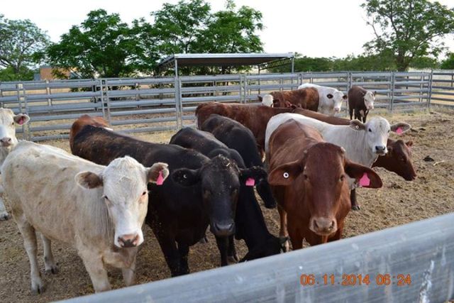 Police impound suspected stolen cattle: search for rightful owners ...