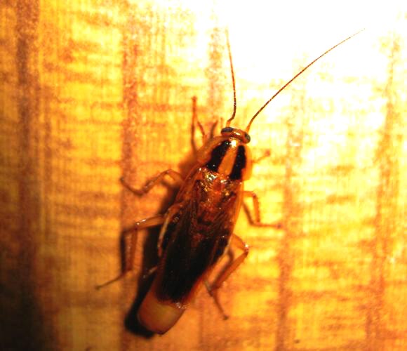 How to pest proof your home - ABC listen