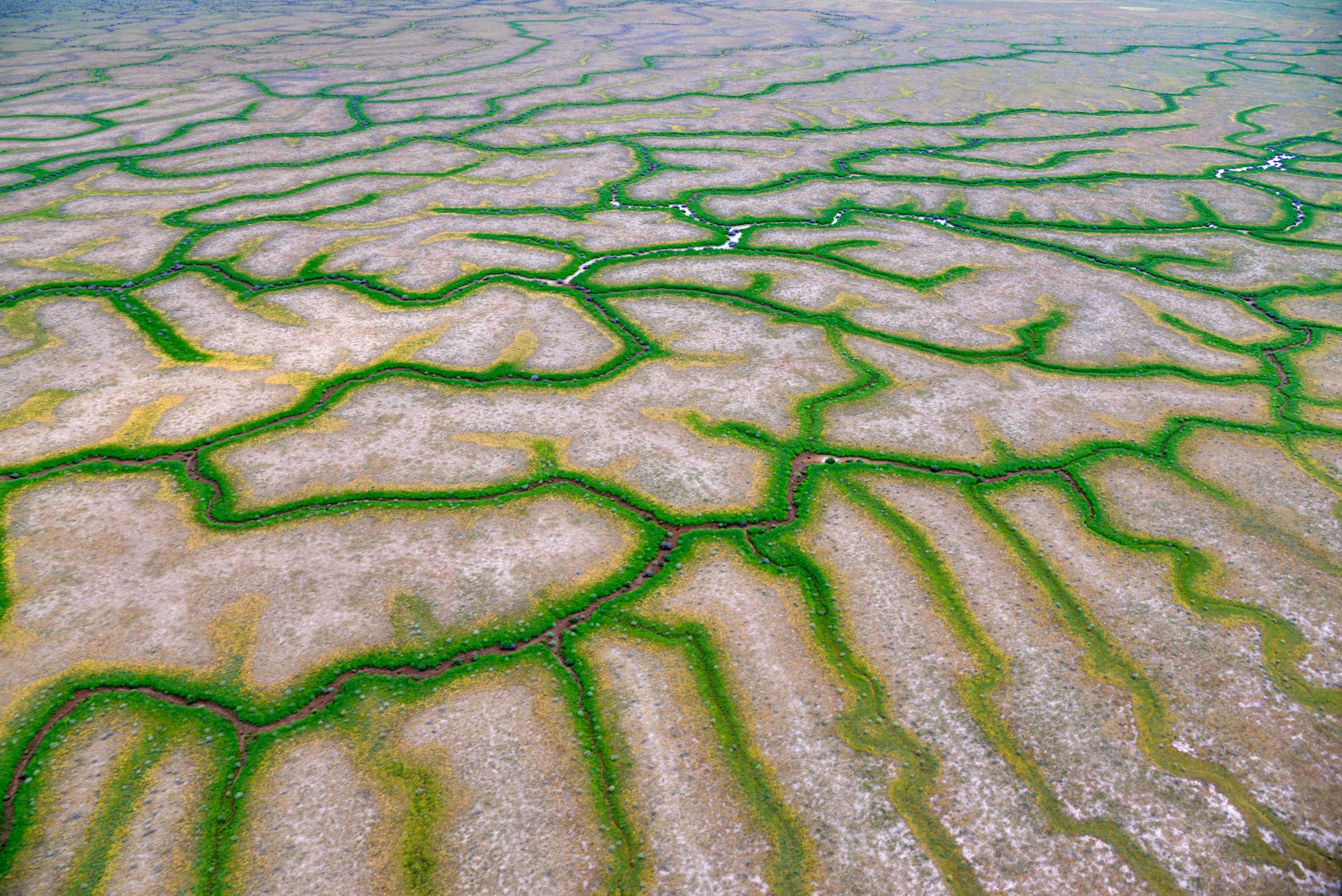 Channel Country desperate for major flood to rejuvenate land after four ...