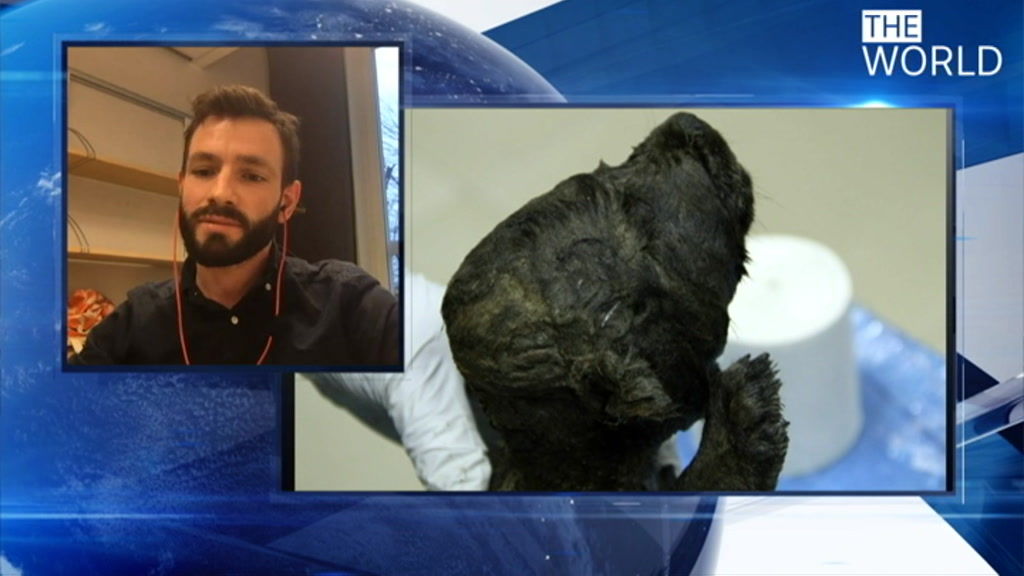Scientists thrilled by the discovery of an 18,000-year-old frozen puppy - ABC News
