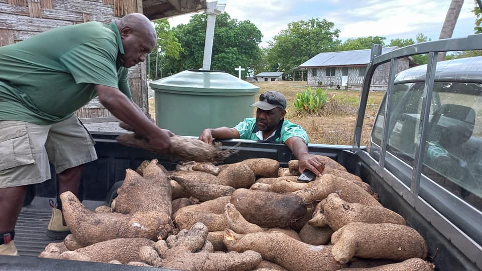 Vanuatu scientists develop new super hybrid yam - ABC Pacific