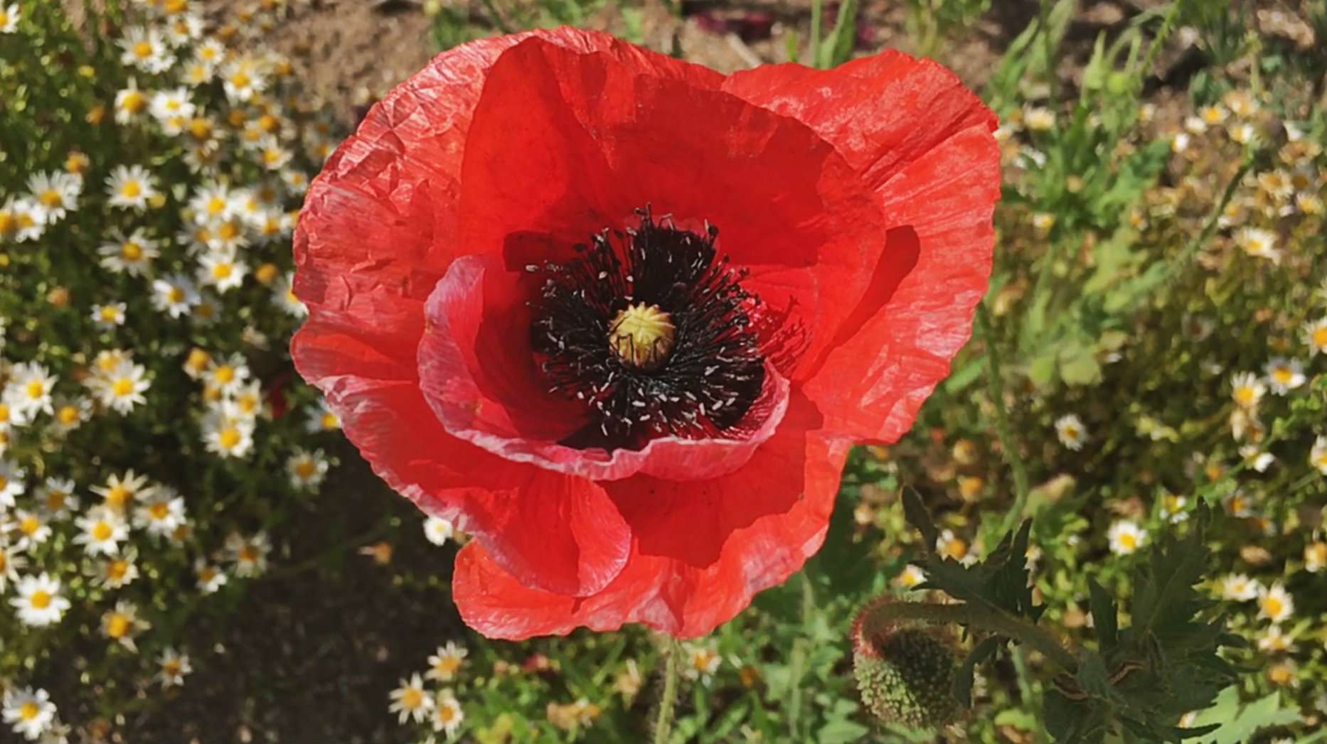 Field of poppies on the Granite Belt blooms in time for Remembrance Day ...