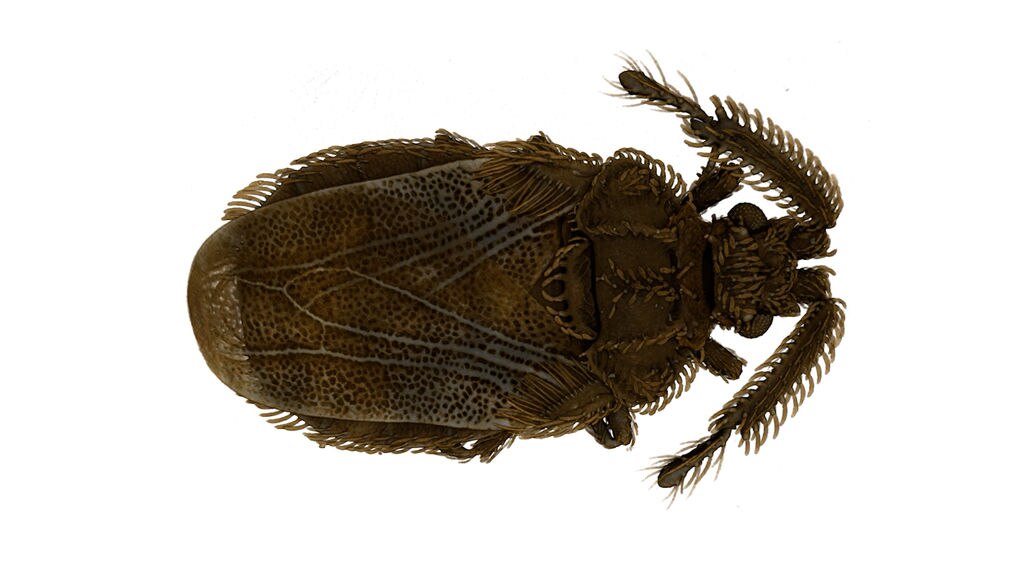 3D video of newly discovered assassin bug - ABC News